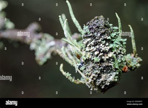 Pine Cone Covered In Several Types Of Lichen North Pennines Teesdale
