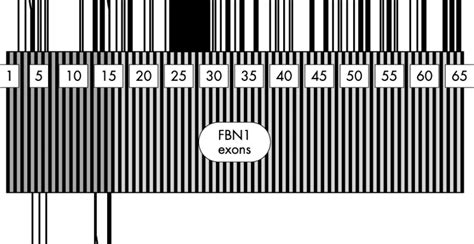 Schematic Representation Of The Fbn1 Mutations Distribution At The Top