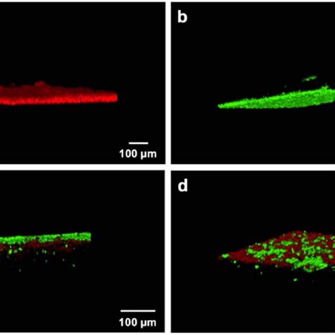 Confocal Fluorescence Microscopy Three Dimensional 3d Image Stacks Of