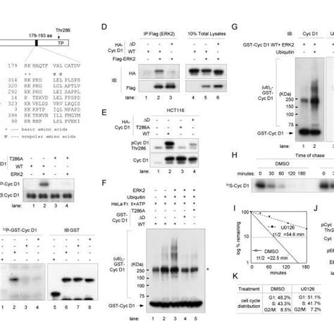Cyclin D1 Degradation In The Cytoplasm Is Essential For Cell