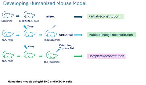 Humanized Mouse Tumor Models Medicilon