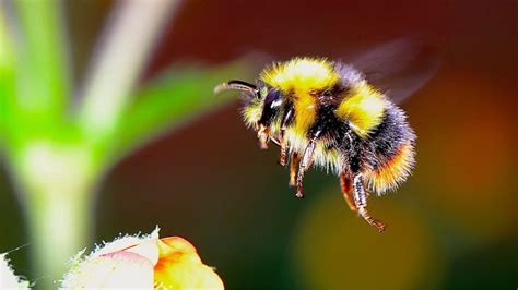 Bumblebee Control How To Get Rid Of Bumblebee Bumblebee Nests And