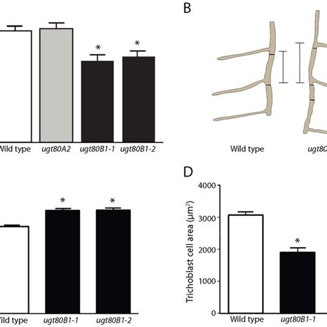 Root Hair Patterning And Gl2 Expression Are Aberrant In Ugt80b1