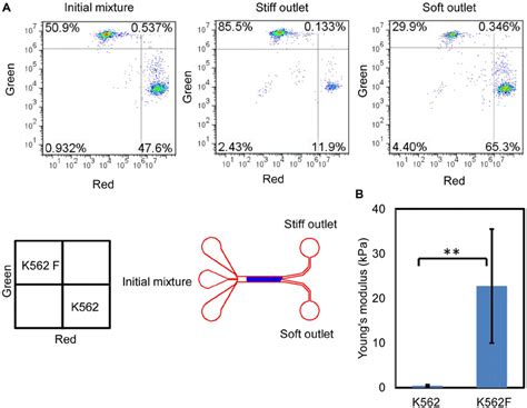 K562 Cells And Stiffened K562 Cells Separation A Flow Cytometry
