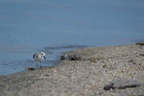 Bay Of Botulism — Nature In Perspective