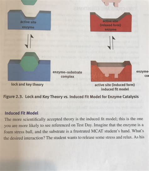 Enzymes Induced Fit Model