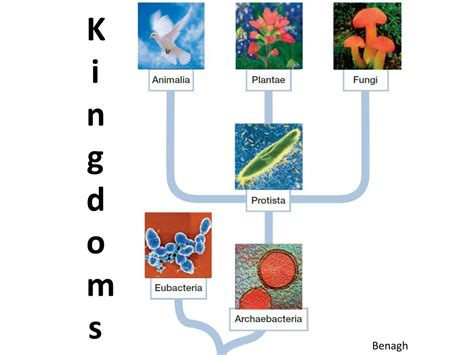 Ppt Kingdoms Classification And Plants Powerpoint Presentation