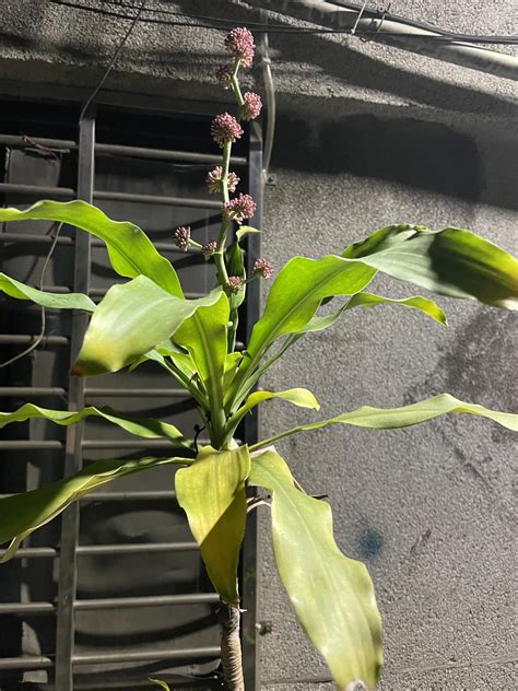 觀葉植物迷交流站 請問我家種的植物叫什麼名字，能怎樣多重幾盆，目前好像是開花了，有試過砍莖去種，好像沒有活下來