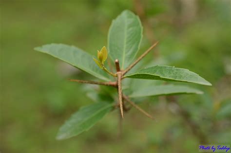 兩種有刺野灌木 山柑仔 魯花樹 身邊的植物野草 生機農園 賽嘉之翼 Powered by Discuz