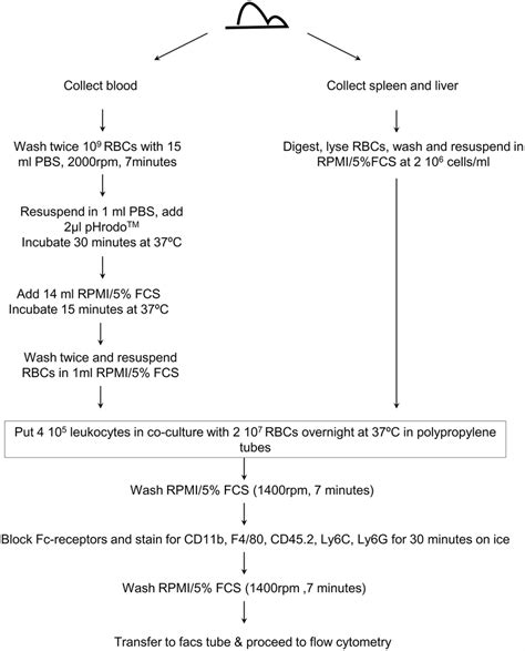 Flow Chart Of The In Vitro Erythrophagocytosis Assay Protocol