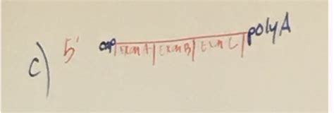 Final Exam Cell Bio Flashcards Quizlet