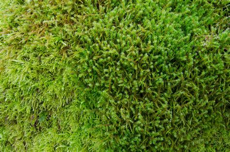 Moss Free Stock Photo Public Domain Pictures