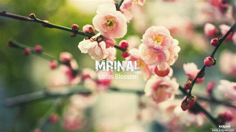 Mrinal 3d Name Wallpaper For Mobile Write मृणाल Name On Photo Online