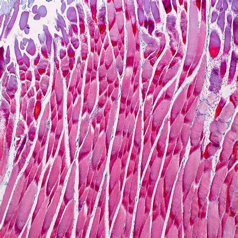 Scientific Exploring Skeletal Muscle Microscopic Structure