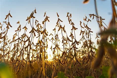 Premium Photo Evening Soybean Field At Sunset Beautiful Soybean