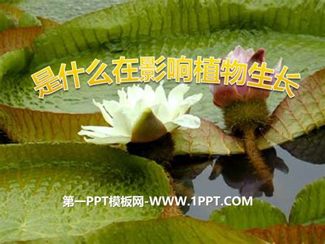 《是什么在影响植物生长》植物的生长ppt课件2 人教版三年级科学下册