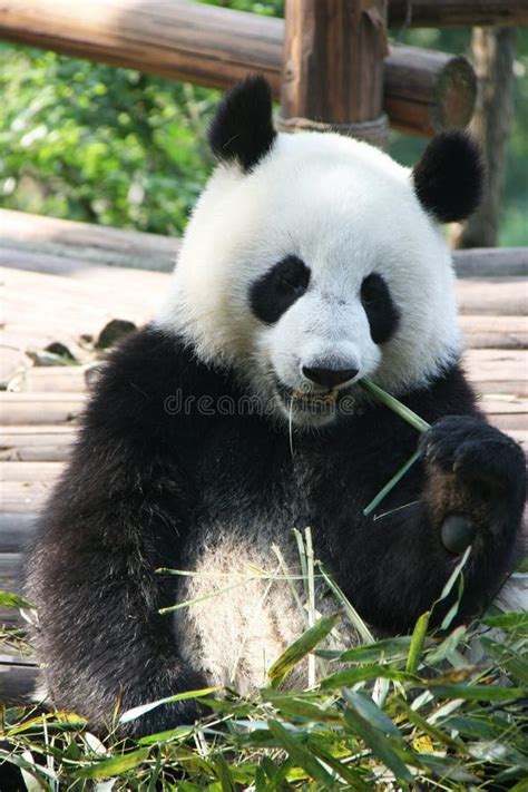Giant Panda In Chengdu In Sichuan China Stock Image Image Of Giant