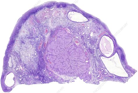 Rabbit Ovary Light Micrograph Stock Image C055 6275 Science