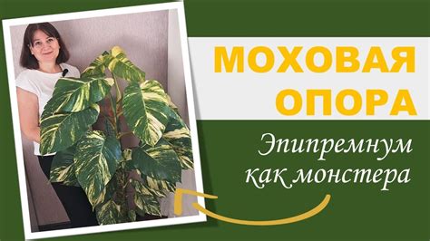 МОХОВАЯ ОПОРА (ТОТЕМ) для сциндапсуса, эпипремнума и филодендрона ...