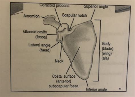 Ch Humerus And Shoulder Girdle Flashcards Quizlet