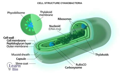 Phylum Cyanobacteria Blue Green Algae An Overview Learnbin