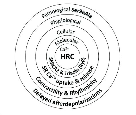Histidine Rich Calcium Binding Protein Functional Significance In