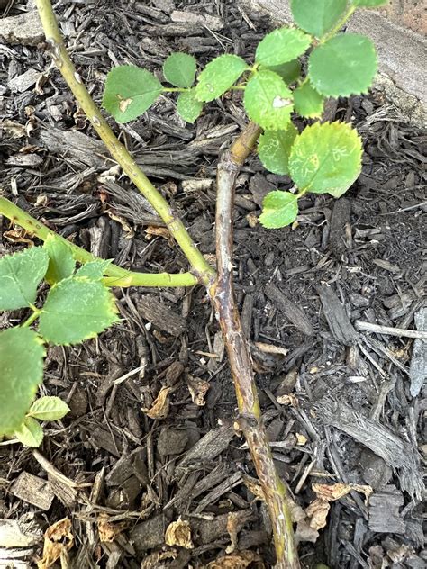 Why Do My Rose Canes Look Like This R Gardening