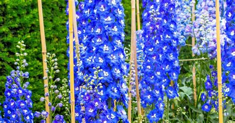 How To Plant And Grow Delphinium And Larkspur