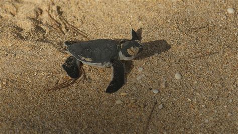 Green Sea Turtles Hawaii Wildlife Fund