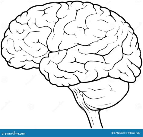Human Brain Sketch Diagram