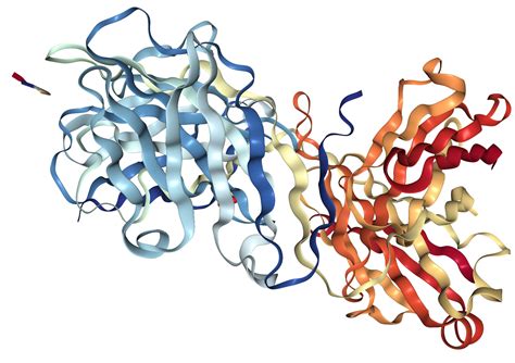 Igg Protein Overview Sino Biological