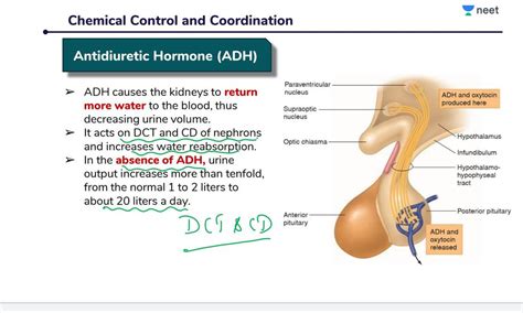 Chemical Control And Coordination Antidiuretic Hormone Adh Adh Causes