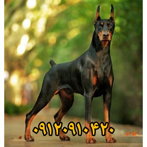 همه چیز درباره دابرمن پینچر بهترین بادیگارد انسان درج آگهی رایگانثبت