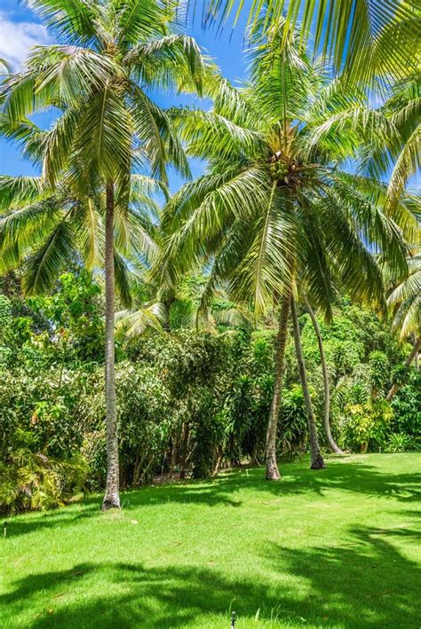 Coconut Green Grass At Layla Nankervis Blog