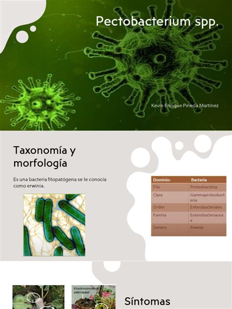 Pectobacterium Spp Pdf