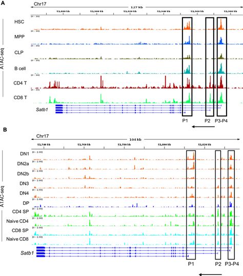lineage specific chromatin dynamics of satb1 alternative promoter