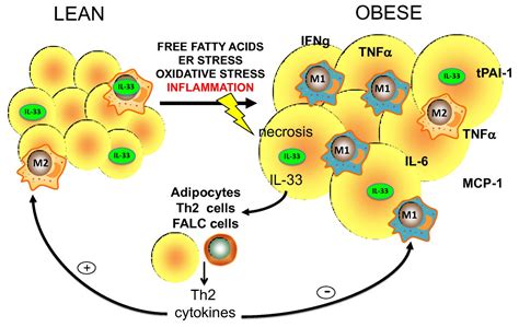 Role Of Il 33 In Inflammation And Disease Journal Of Inflammation