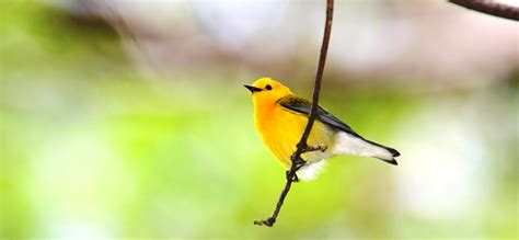 Prothonotary Warbler The Dazzling Bird You Need To See In North America