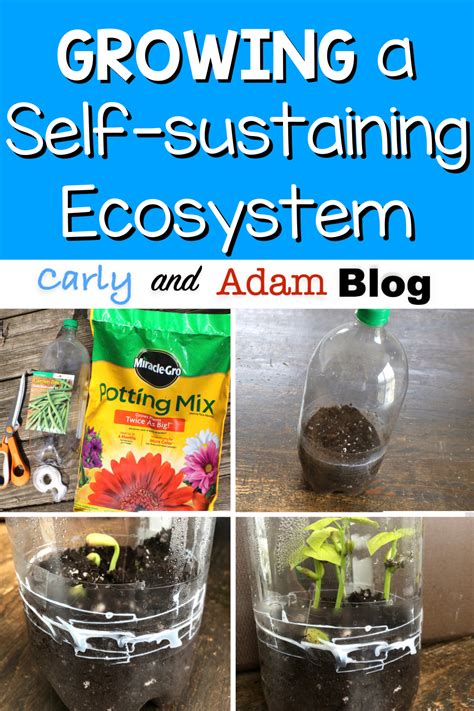 Growing A Self Sustaining Plant Ecosystem Artofit