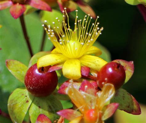 St Johns Wort Common Hypericum Perforatum Seeds