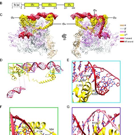 Cryo Em Structure Of The E Coli σ 32 Rpo Complex And Interaction