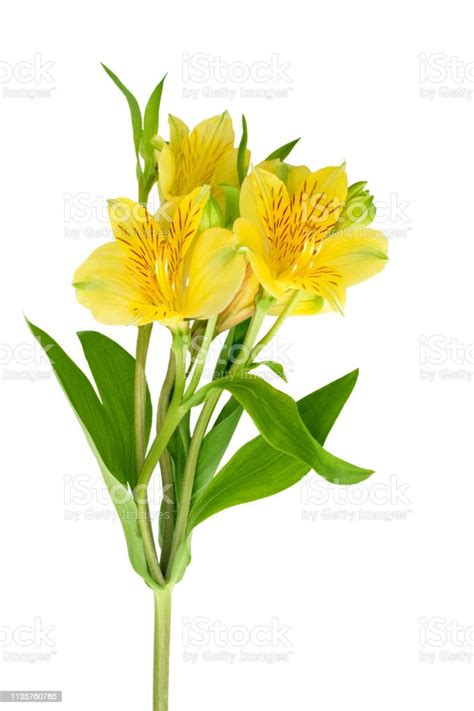 노란색 Alstroemeria 꽃 흰색 배경에 고립 된 가까이 세 백합 꽃 녹색 잎 노란 페루 릴리 또는 백합의 릴리의 한