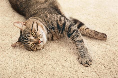 Gato Malhado Cinza Deitado No Tapete Bege Foto Premium