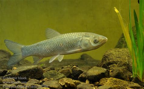 Ctenopharyngodon Idella Grass Carp 草鱼 Amur Bílý Белый амур Amur Biały