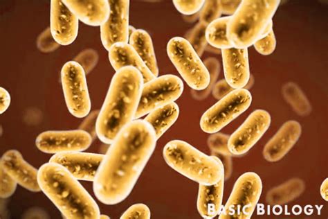 Tree Of Life Basic Biology