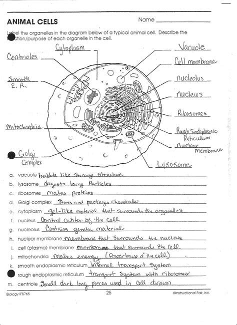Label The Animal Cell Worksheet