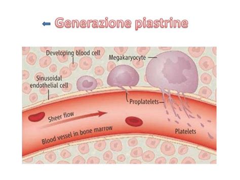 Ppt Il Sistema Cardiovascolare Powerpoint Presentation Id 2152166