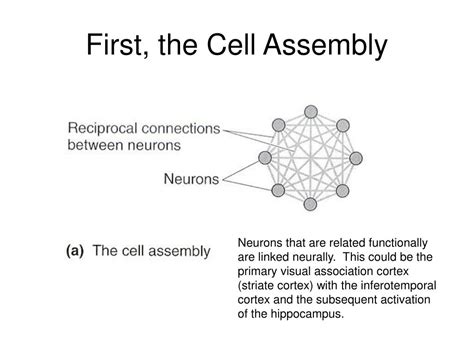 Ppt Hebbian Plasticity Powerpoint Presentation Free Download Id 1239501