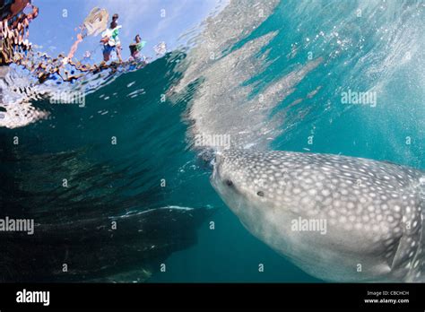 Whale Shark Underneath Fishing Platform Called Bagan Rhincodon Typus