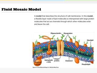 Cell Membrane PPT